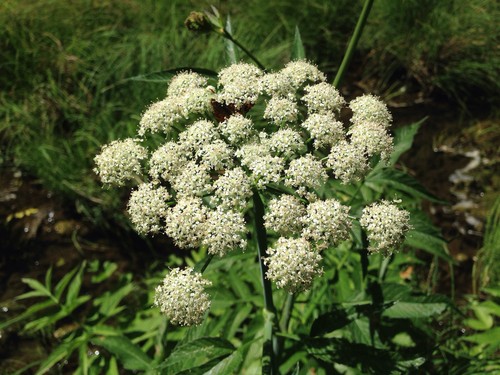 Cicuta Douglasii