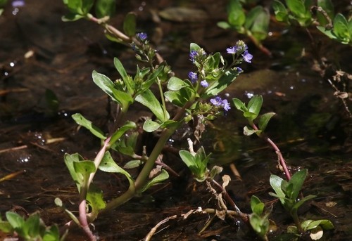 American Speedwell (Veronica americana) Flower, Leaf, Care, Uses ...