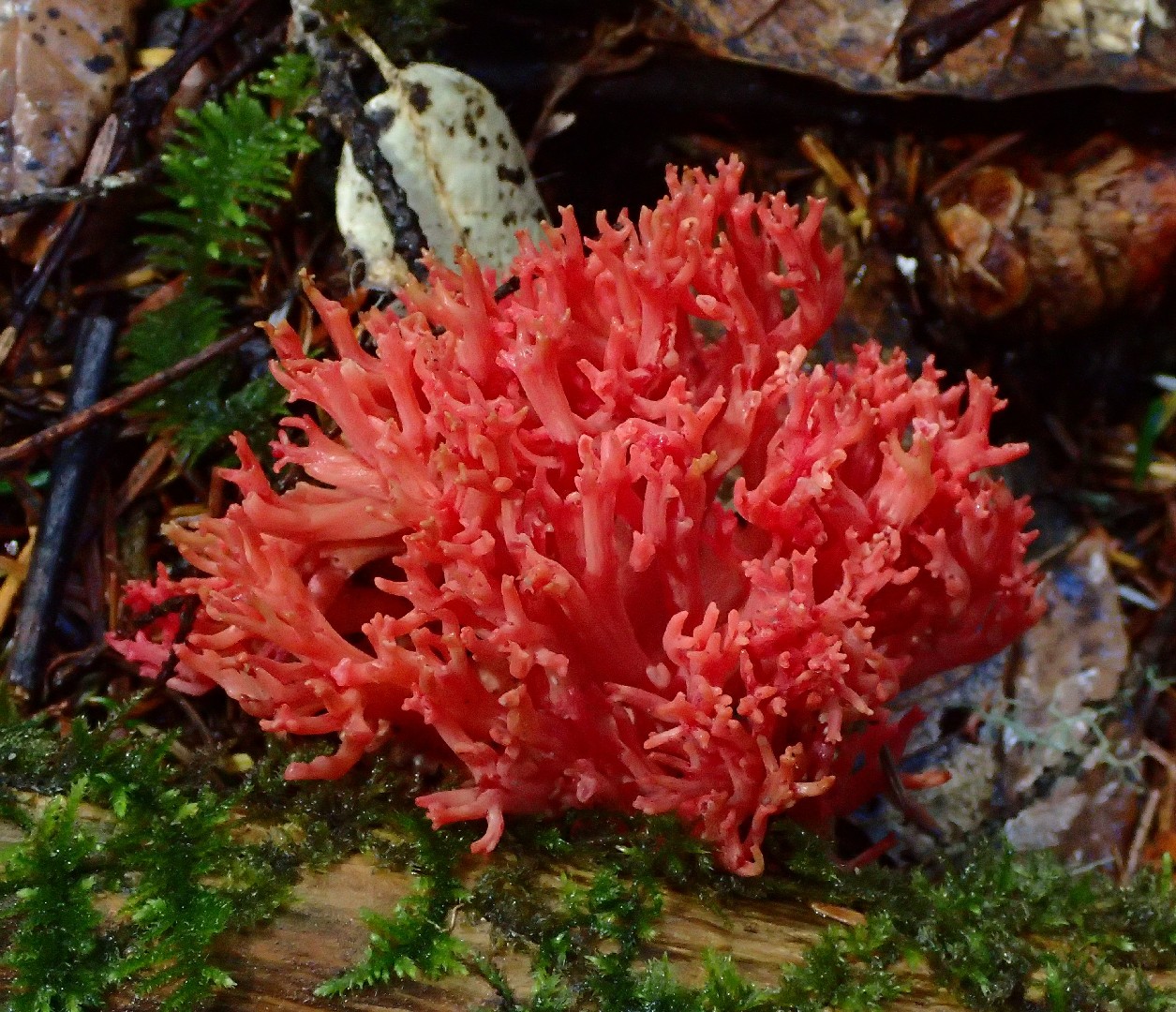 Ramaria araiospora - PictureThis