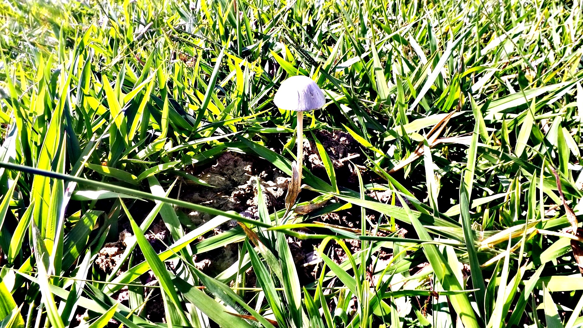 Copelandia cyanescens (Panaeolus cyanescens) - PictureThis