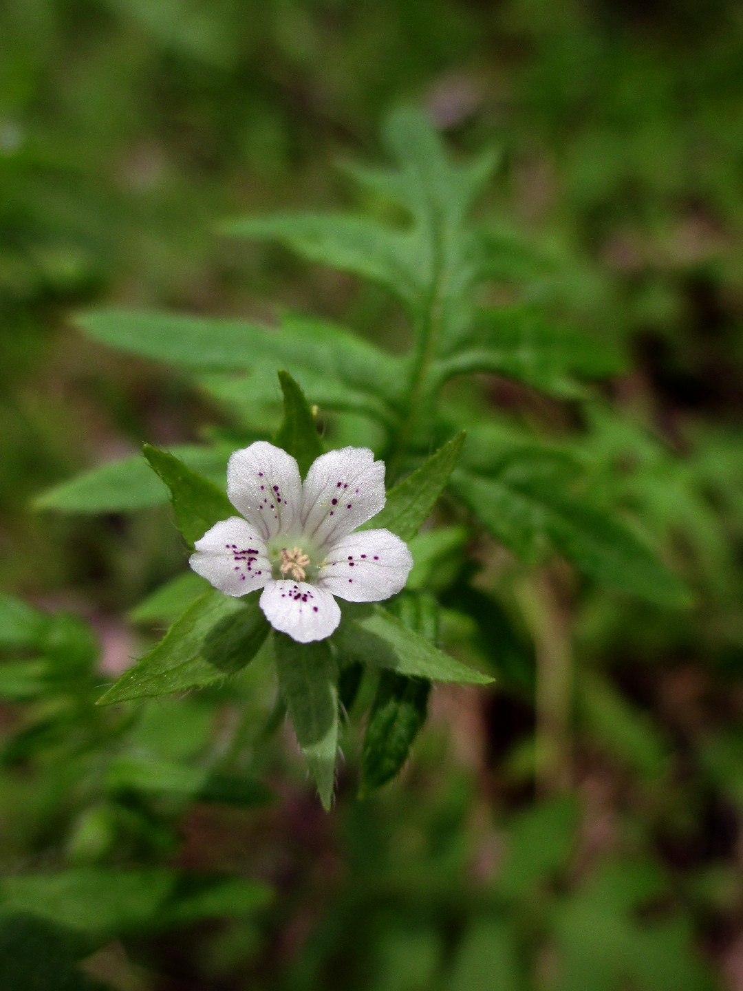 Aunt lucy (Ellisia nyctelea) Flower, Leaf, Care, Uses - PictureThis