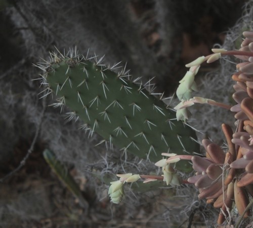 Nopal de espinas lacias (Opuntia lasiacantha) - PictureThis