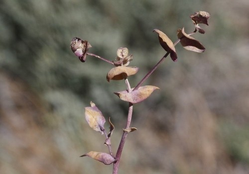 Clasping pepperweed (Lepidium perfoliatum) Flower, Leaf, Care, Uses ...