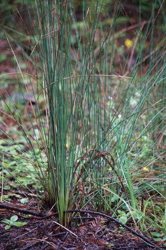 How to Plant and Grow Spreading Rush(Juncus patens)