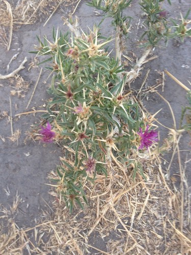 Red star-thistle (Centaurea calcitrapa) Flower, Leaf, Care, Uses ...