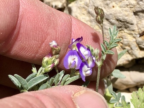 Small-flowered milkvetch Care (Watering, Fertilize, Pruning, Propagation) - PictureThis