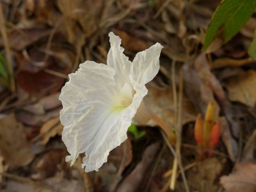 Siphonochilus longitubus - PictureThis