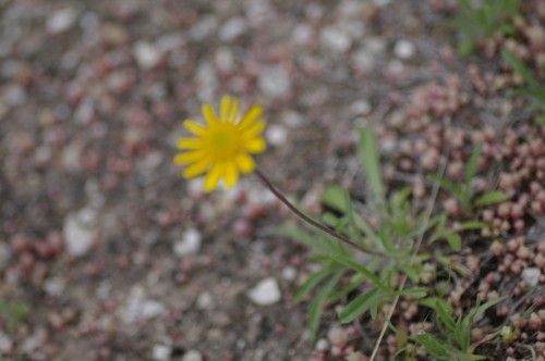 Stemmy Four-Nerve Daisy Care (Watering, Fertilize, Pruning, Propagation ...