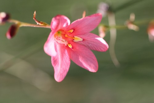 Tritonia disticha (Tritonia disticha) - PictureThis