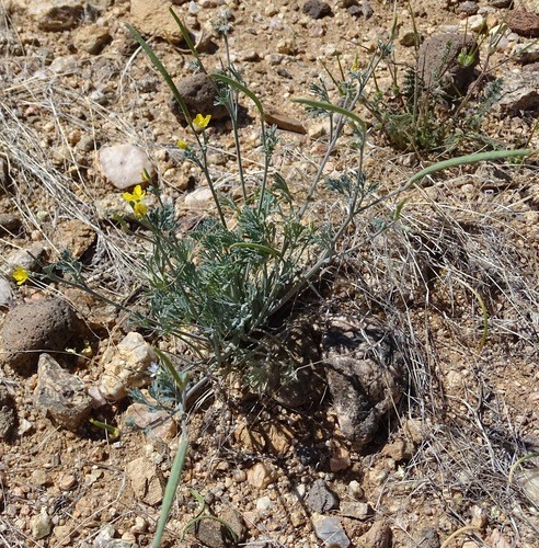 Red rock poppy (Eschscholzia minutiflora) Flower, Leaf, Care, Uses ...