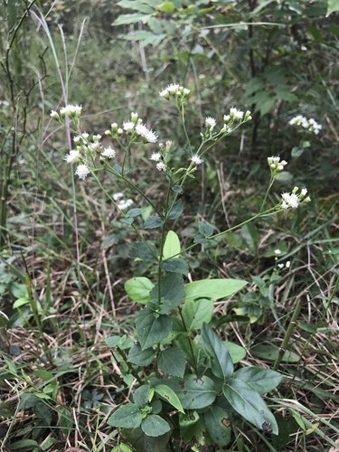 Ageratina aromatica - PictureThis