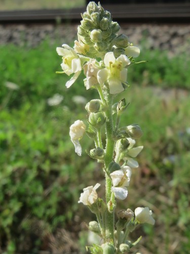 How to Plant and Grow White mullein(Verbascum lychnitis)