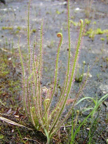 How to identify Threadleaf sundew (Drosera filiformis)