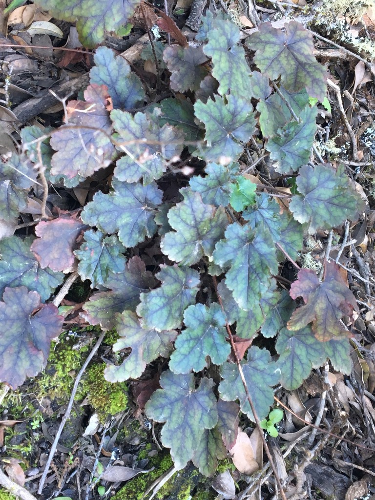 Saxifrage (Saxifragaceae) Flower, Leaf, Care, Uses - PictureThis