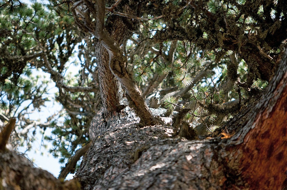 Pino cembro (Pinus cembra) - PictureThis