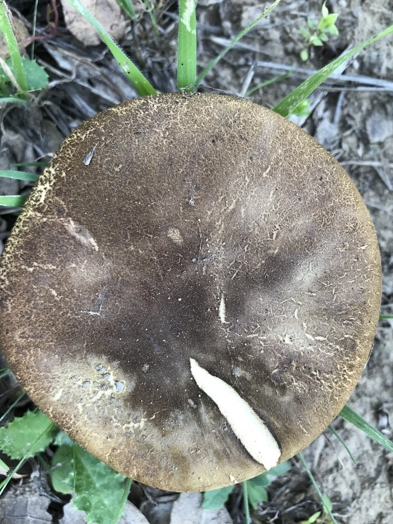 Mushroom-forming fungi (Agaricomycetes) Flower, Leaf, Care, Uses ...