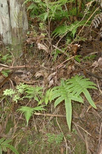 Parablechnum procerum - PictureThis