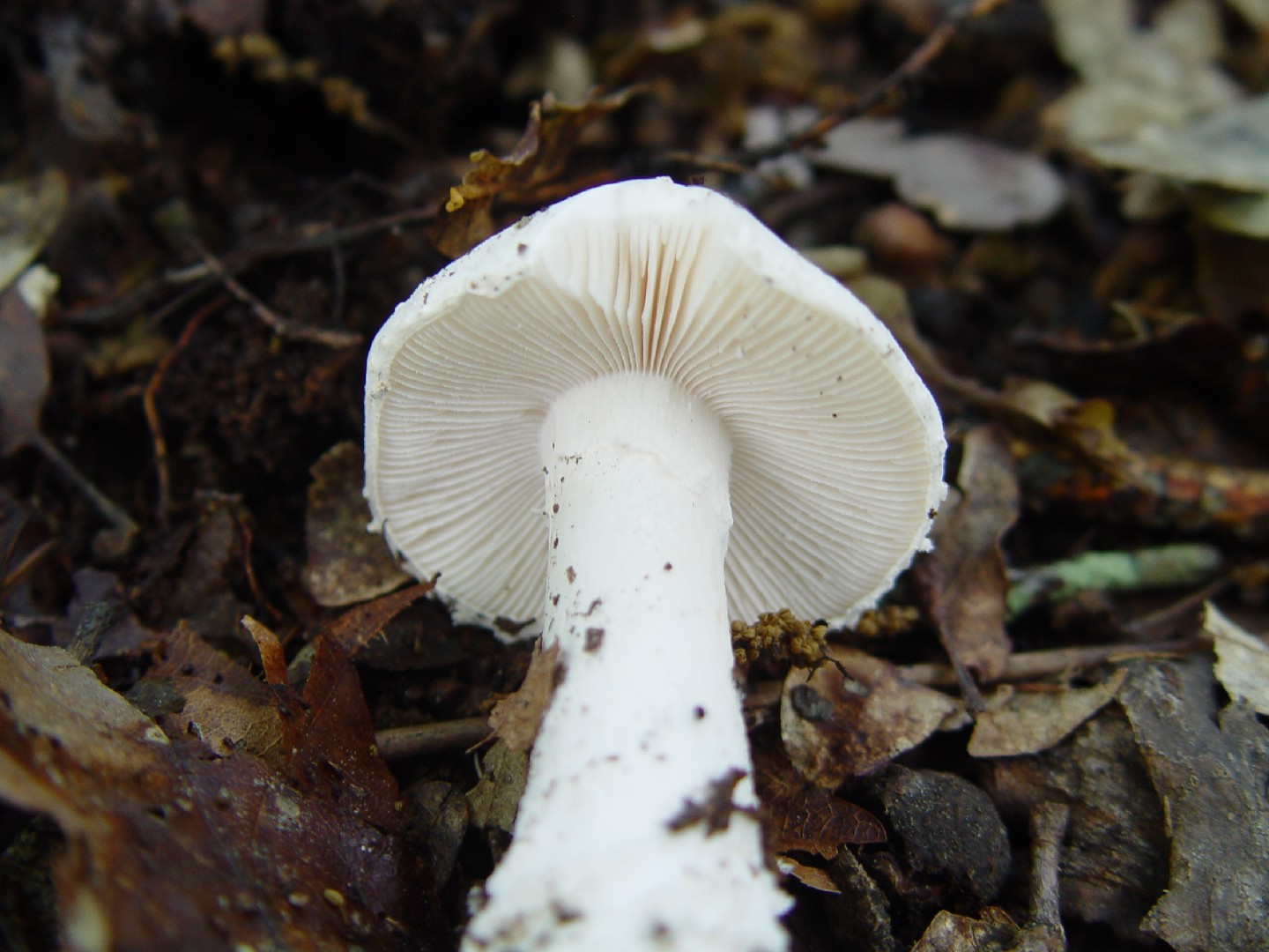 Mushroom-forming fungi (Agaricomycetes) Flower, Leaf, Care, Uses ...