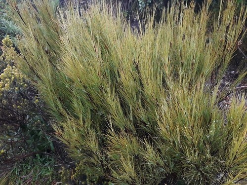 Needle-leaf grass tree Care (Watering, Fertilize, Pruning, Propagation ...