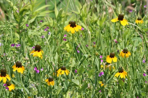 Clasping-Leaved Coneflower (Rudbeckia amplexicaulis) Flower, Leaf, Care ...