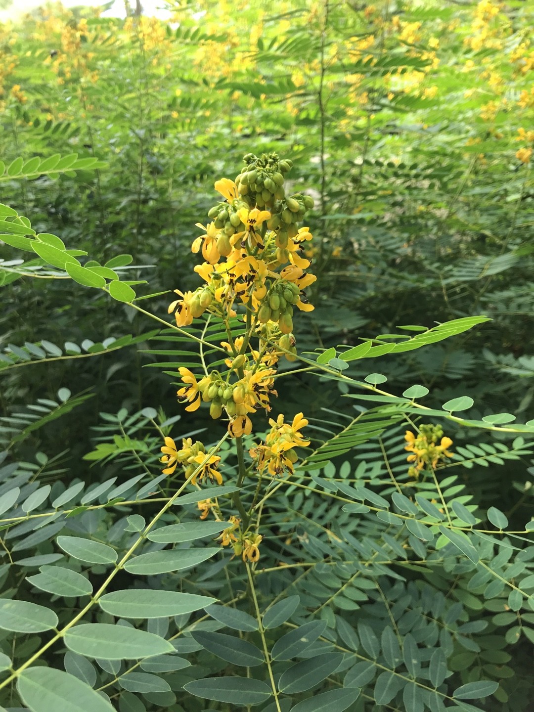 Senna hebecarpa - PictureThis