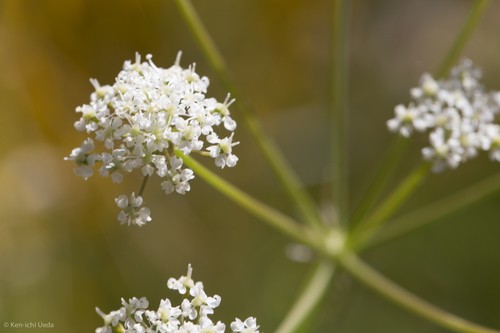 California yampah (Perideridia californica) Flower, Leaf, Care, Uses ...