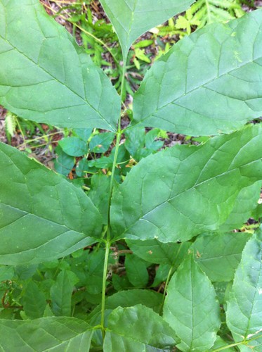Fresno rojo (Fraxinus pennsylvanica) - PictureThis
