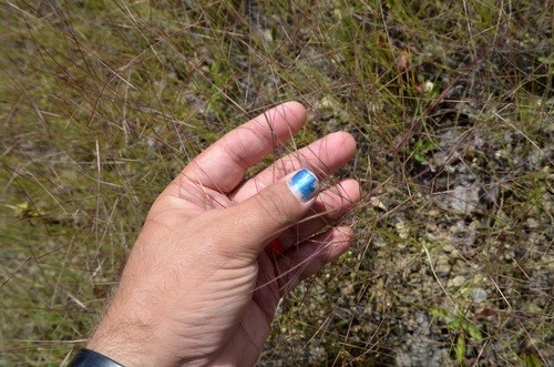 Prairie three-awn (Aristida oligantha) Flower, Leaf, Care, Uses ...
