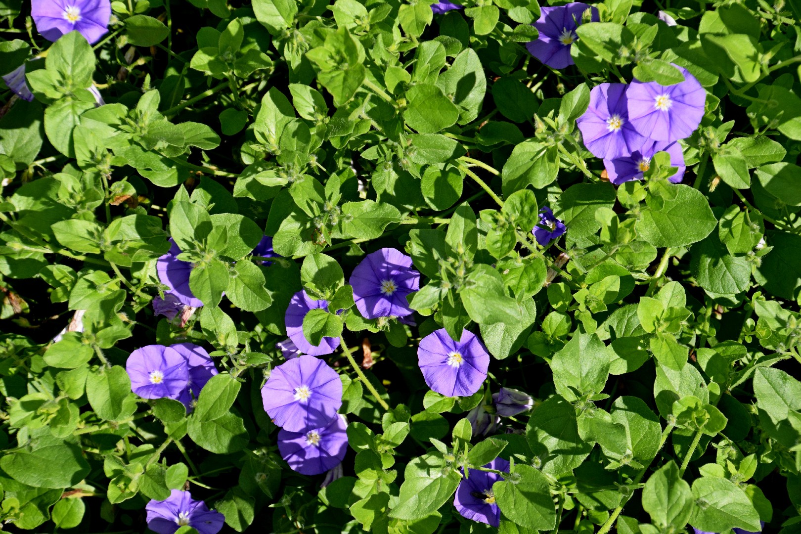 Kriechende Winde (Convolvulus sabatius) - PictureThis