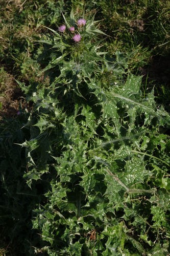 Cardo (Carduus tenuiflorus) - PictureThis