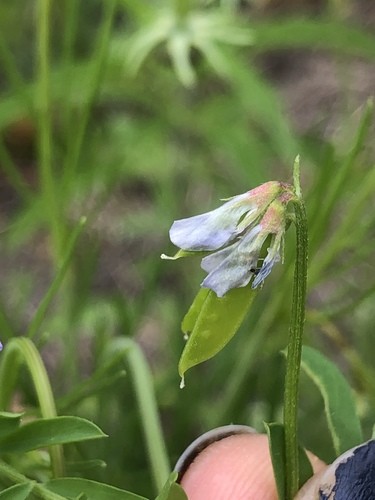 Louisiana Vetch (Vicia ludoviciana) Flower, Leaf, Care, Uses - PictureThis