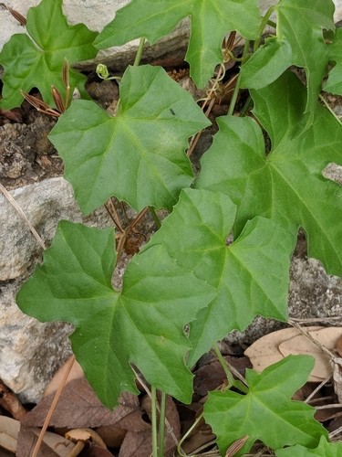 Ibervillea lindheimeri - PictureThis