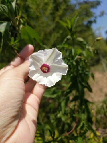 How to Plant and Grow Alamo vine(Distimake dissectus)