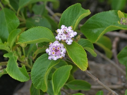 Buttonsage (Lantana involucrata) Flower, Leaf, Care, Uses - PictureThis