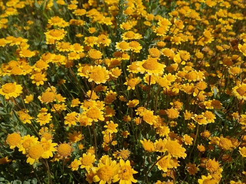 Contra costa goldfields (Lasthenia conjugens) Flower, Leaf, Care, Uses ...