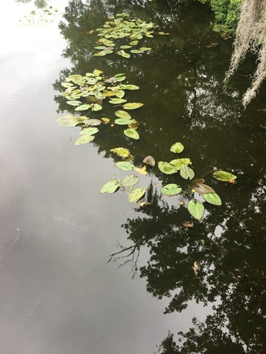 Spatterdock (Nuphar advena) Flower, Leaf, Care, Uses - PictureThis