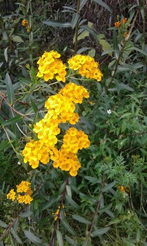 Pericón (Tagetes lucida) - PictureThis