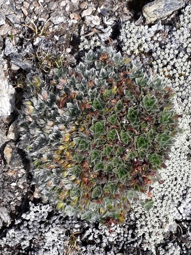 Myosotis pulvinaris Flower, Leaf, Care, Uses - PictureThis