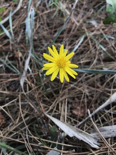 Narrowleaf Silkgrass (Pityopsis graminifolia) Flower, Leaf, Care, Uses ...