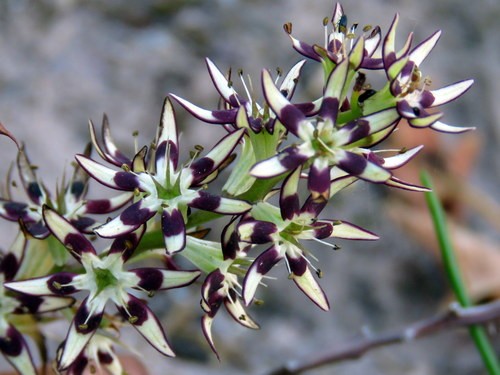 Wurmbea variabilis - PictureThis