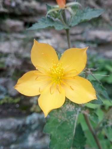 Amor seco (Mentzelia hispida) - PictureThis