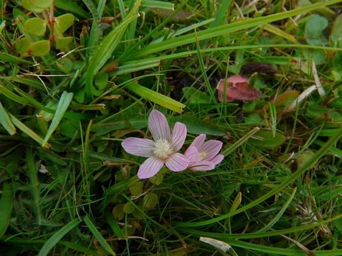 Lysimachia tenella - PictureThis