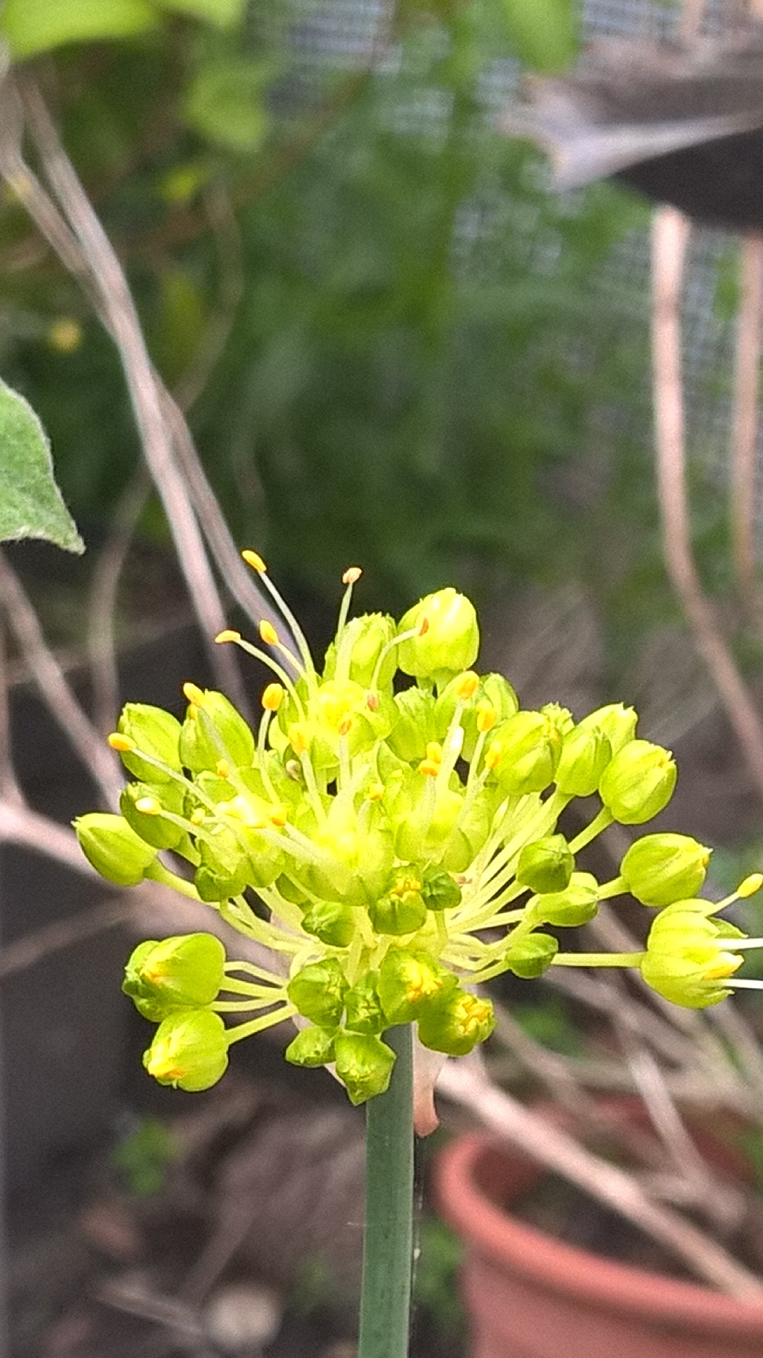 Allium obliquum - PictureThis