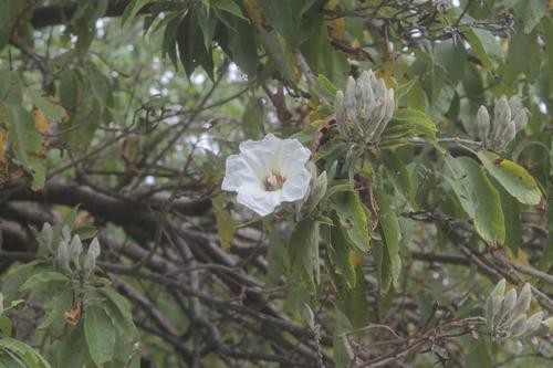 Cazahuate (Ipomoea murucoides) - PictureThis