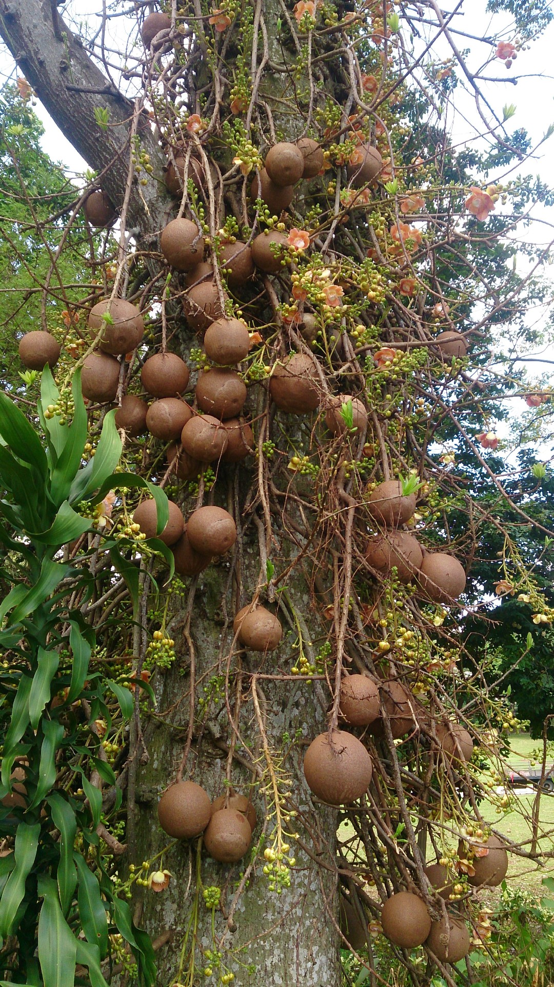 Ayahuma (Couroupita guianensis) - PictureThis