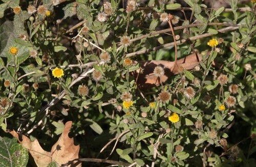 Pulicaria paludosa - PictureThis