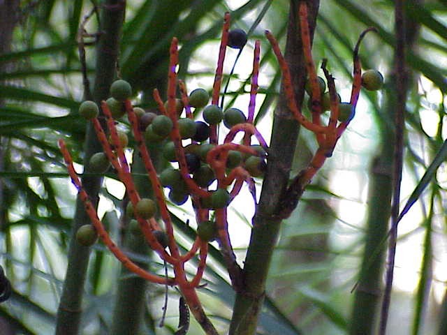 Palma di Bambù (Chamaedorea seifrizii) - PictureThis