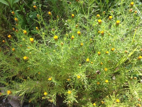 Fetid dogweed (Dyssodia papposa) Flower, Leaf, Care, Uses - PictureThis