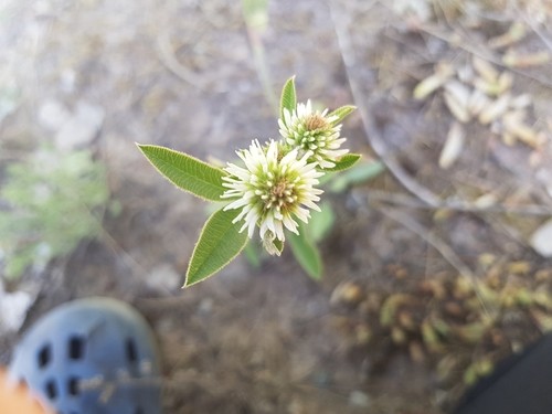 How to Plant and Grow Mountain carpet clover(Trifolium montanum)