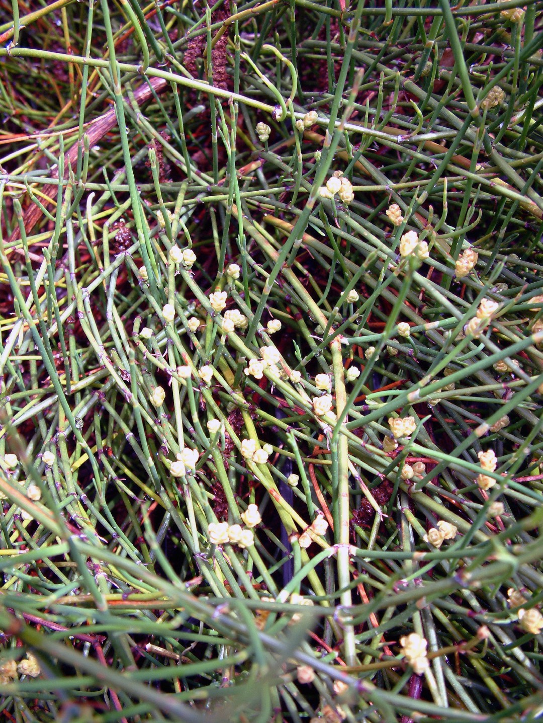 Chinese ephedra (Ephedra sinica) Flower, Leaf, Care, Uses - PictureThis